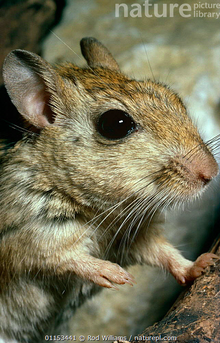 Stock photo of Libyan jird {Meriones lybicus} captive, from North ...
