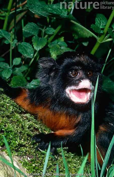 Stock photo of White lipped / Red bellied tamarin {Saguinus labiatus ...