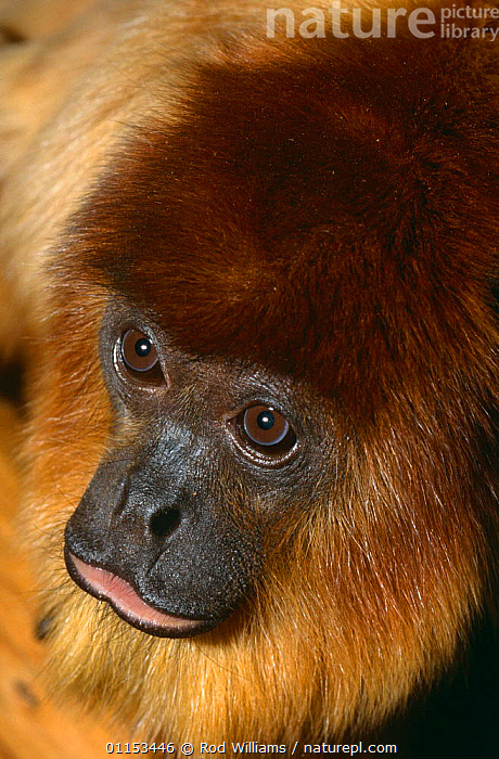 Stock photo of Red howler monkey {Alouatta seniculus} captive, from ...
