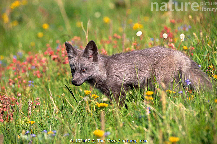 Stock photo of Eastern grey fox {Urocyon cinereoargenteus} captive ...