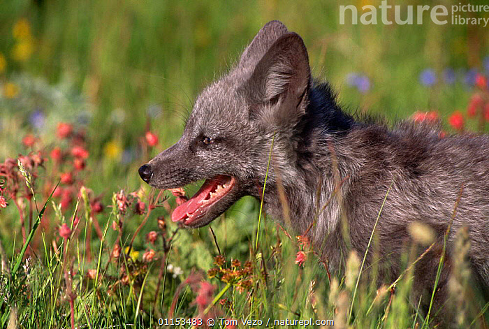 Stock photo of Eastern grey fox {Urocyon cinereoargenteus} captive ...