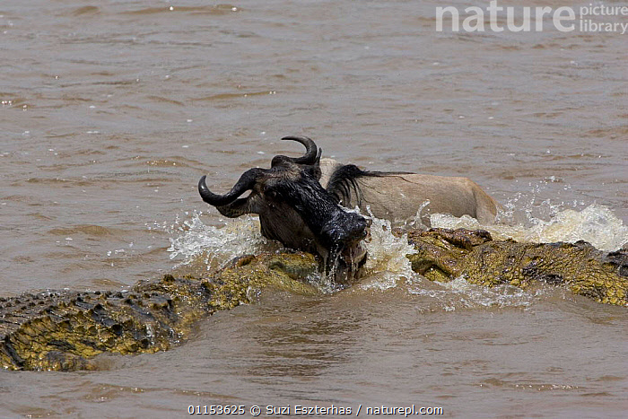 Stock photo of Nile crocodiles {Crocodylus niloticus} attack Wildebeest ...
