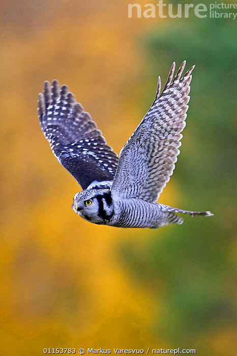 Northern Hawk Owl Flying