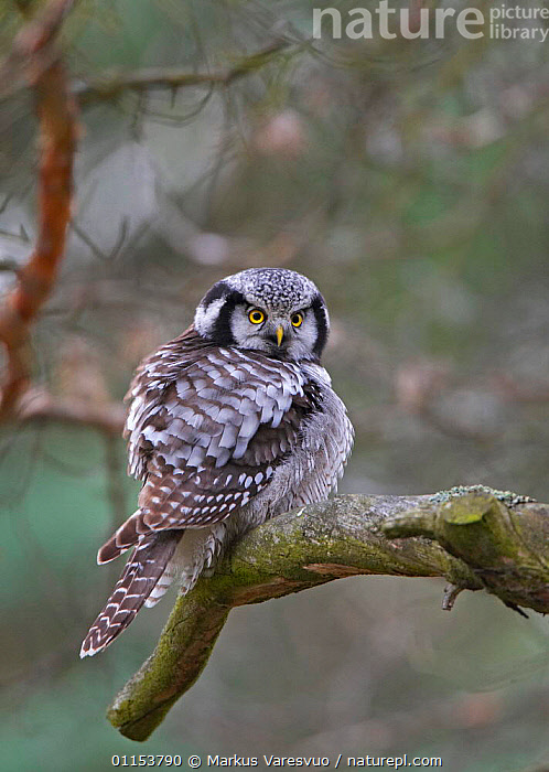 Stock photo of Hawk Owl (Surnia ulula) with feathers fluffed up ...
