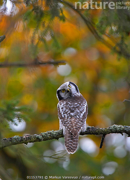 Stock photo of Hawk Owl (Surnia ulula) with head facing backwards ...