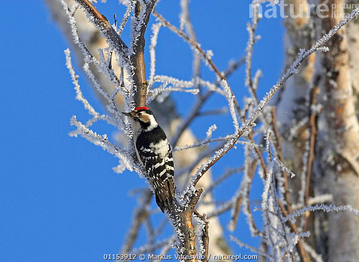 Stock photo of Lesser Spotted Woodpecker (Dendrocopos minor) juvenile ...