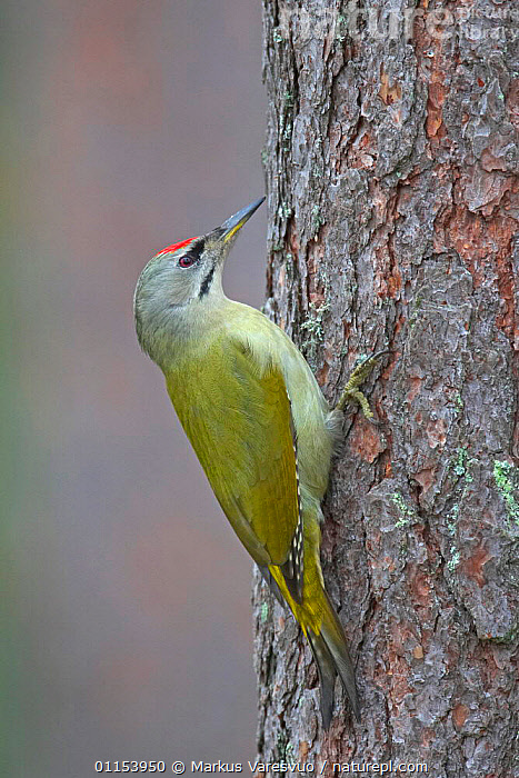 Stock photo of Grey-headed / Grey-faced woodpecker {Picus canus ...
