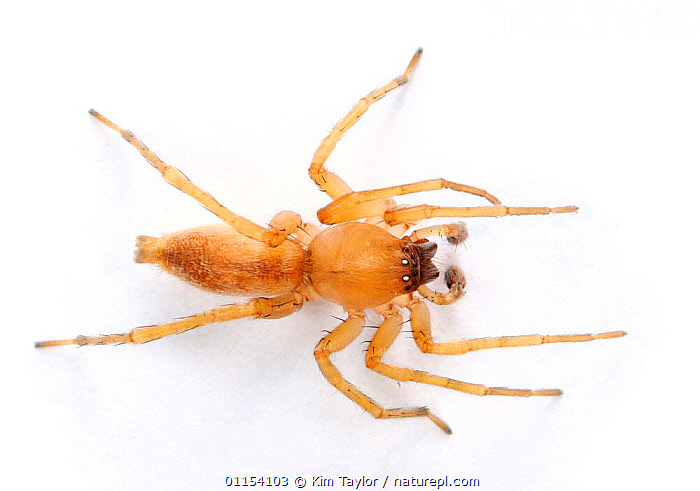 Stock photo of Male Spider (Drassodes sp) UK.. Available for sale on ...