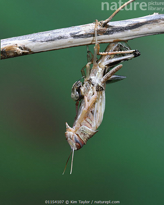 Stock photo of Desert Locust {Schistocerca gregaria} adult emerging ...