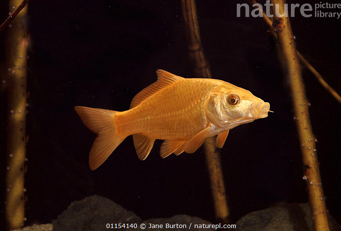 Stock photo of Golden koi / Common carp {Cyprinus carpio}. Available ...