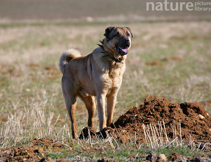 Stock photo of Turkish shepherd dog {Canis familiaris} Aladaglar Park ...