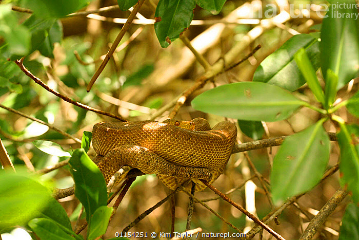Stock photo of Cook's Tree Boa {Corallus ruschenbergerii / endhydris ...