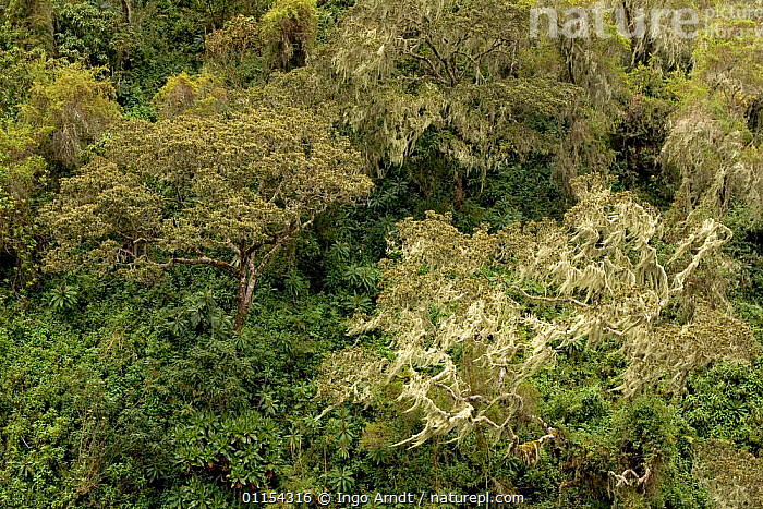 Stock photo of Upland Rainforest vegetation, Parc des Volcans, Rwanda ...