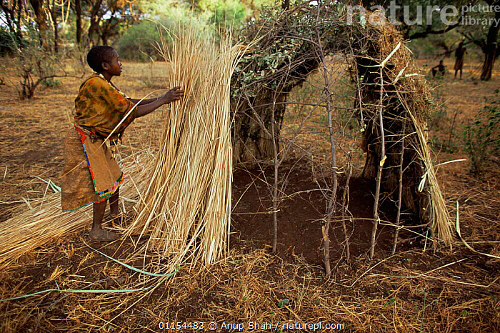 Stock photo of Hadzabe tribesman building temporary hut from straw and ...