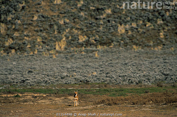 Stock photo of Simien jackal / Ethiopian wolf {Canis simensis} in ...