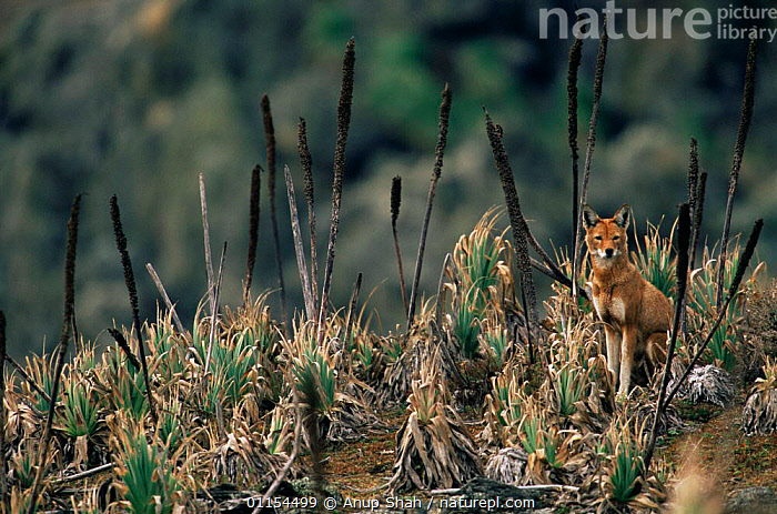 Stock photo of Simien jackal / Ethiopian wolf {Canis simensis} in ...