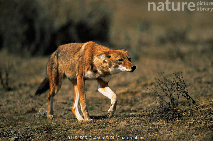 Stock photo of Simien jackal / Ethiopian wolf {Canis simensis} stalking ...