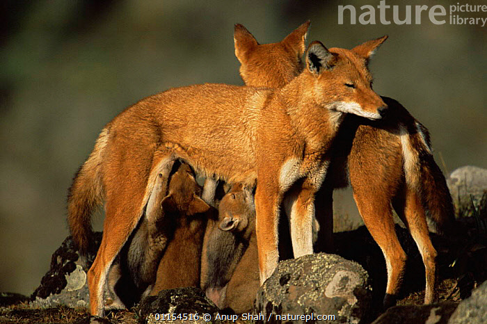 Stock photo of Simien jackal / Ethiopian wolf {Canis simensis} mother ...