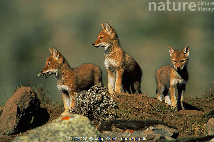 Stock photo of Simien jackal / Ethiopian wolf {Canis simensis} three ...