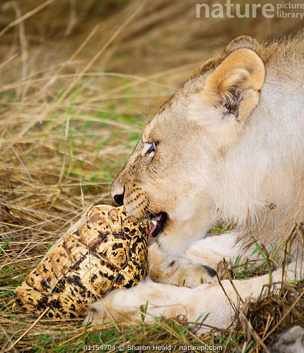 Stock photo of African Lion {Panthera leo} young male trying to eat ...