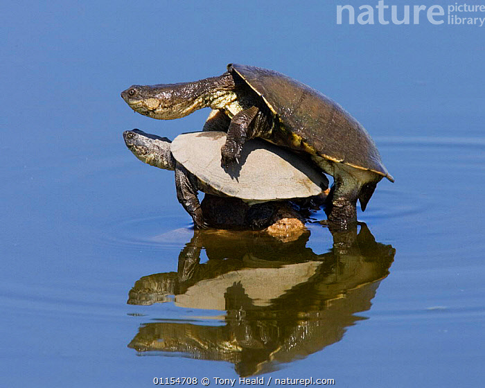 Stock photo of Marsh terrapin {Pelomedusa subrufa} trying to sunbathe ...