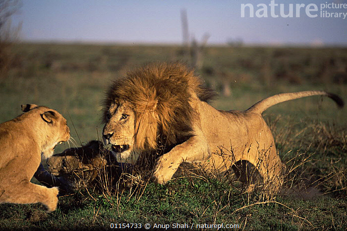 Female And Male Lion Mating