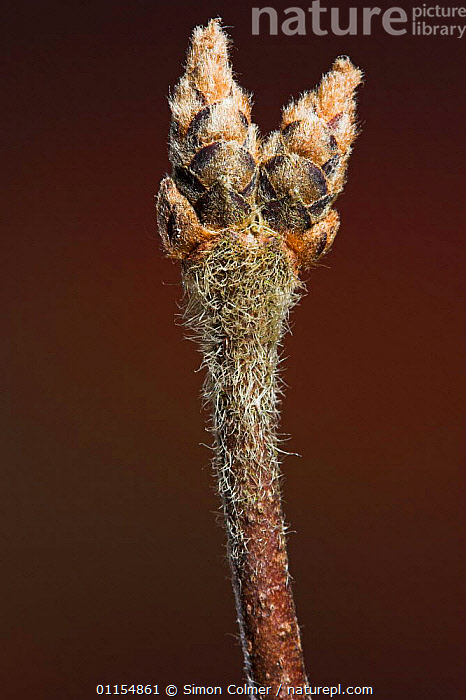 Stock photo of Bird cherry (Prunus padus) buds in winter, UK. Available ...