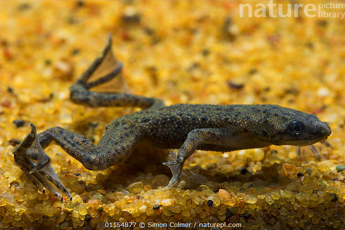 Stock photo of Congo dwarf clawed frog (Hymenochirus boettgeri) Captive ...