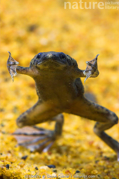 Stock photo of Congo dwarf clawed frog (Hymenochirus boettgeri ...