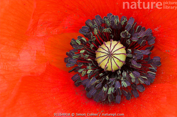 Stock photo of Long headed poppy (Papaver dubium) close up of flower ...