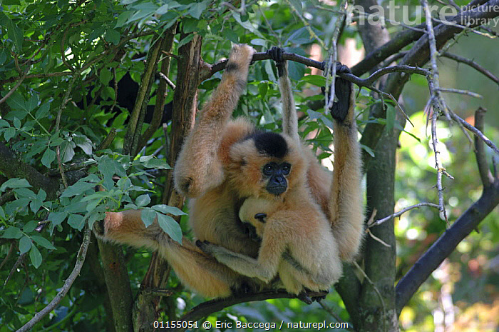 Stock photo of Female golden-cheeked gibbon with baby {Hylobates ...