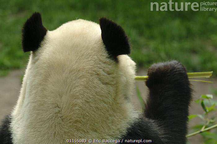 Stock photo of Rear view of Giant Panda {Ailuropoda melanoleuca} eating ...