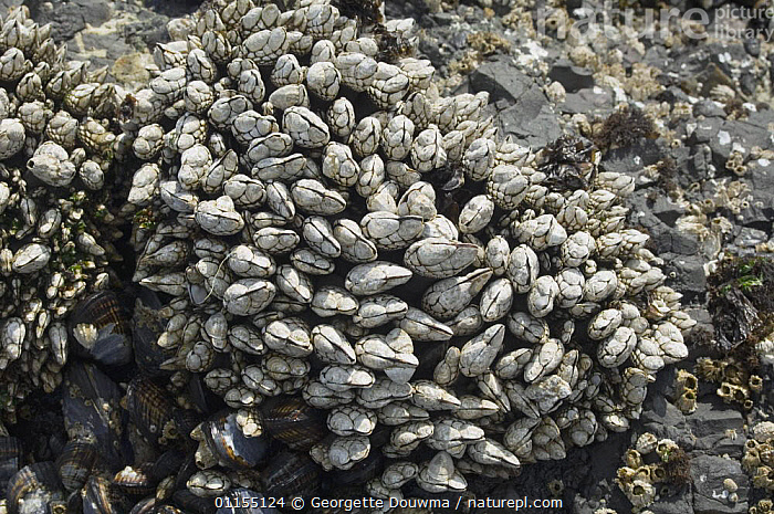 Stock photo of Leaf barnacle {Pollicipes polymerus} attached to wave ...
