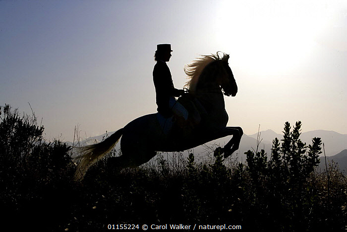 Stock photo of Silhouette of rider on jumping / leaping Gray Andalusian ...