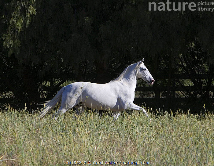 Stock photo of Gray Andalusian Mare {Equus caballus} trotting in long grass, Ojai…. Available ...