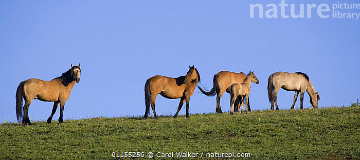 Stock photo of wild horses {Equus caballus} dun stallion with two dun ...