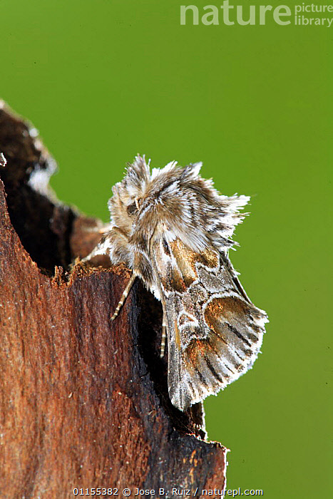 Stock photo of Processionary moth {Thaumetopoea sp.} Spain. Available ...