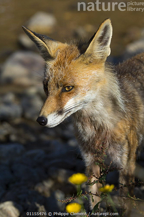 Stock photo of Red fox head portrait {Vulpes vulpes} Spain. Available ...
