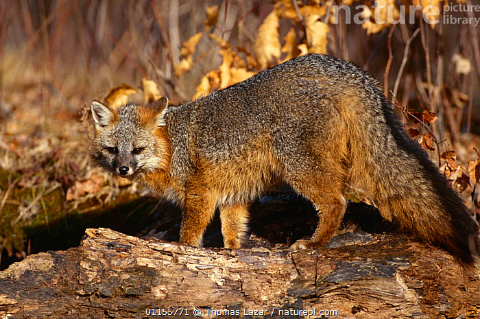 Stock photo of Eastern grey fox {Urocyon cinereoargenteus} Kettle River ...