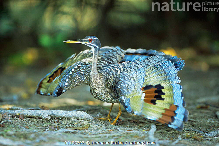 Stock photo of Sunbittern {Eurypyga helias} defence display, South ...