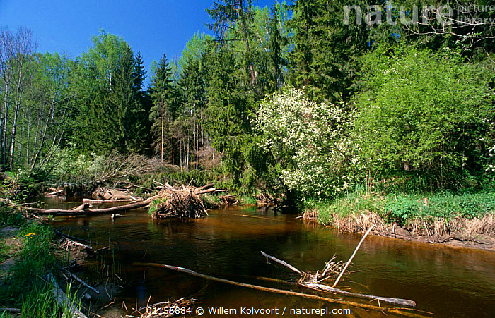 Stock photo of Kauguri canal, Kemeri NP, Latvia, habitat of European ...