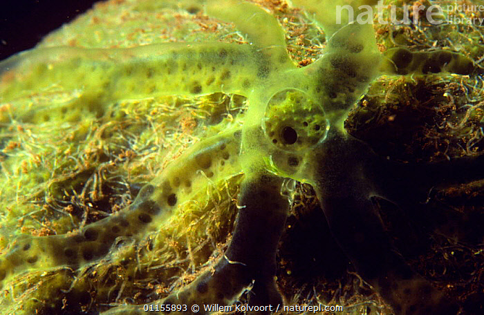 Stock photo of Freshwater sponge (Spongilla lacustris) showing central ...