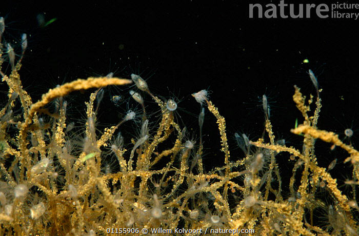 Stock photo of Brackish water polyp (Cordylophora caspia / lacustris ...