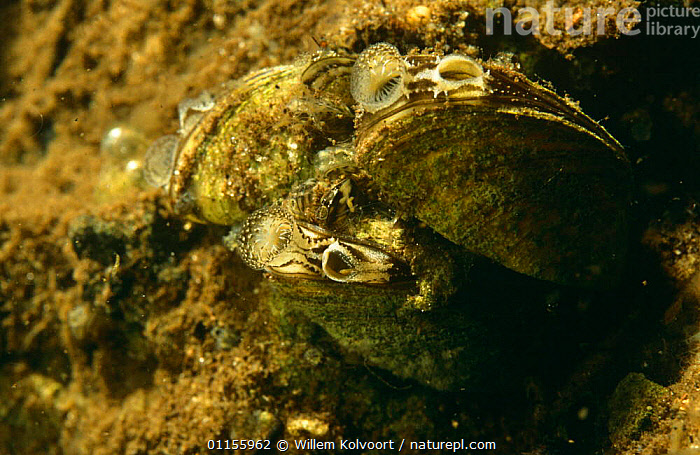Stock photo of Close up of Zebra mussel {Dreissena polymorpha} filter ...