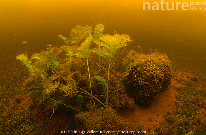 Stock photo of Zebra mussels {Dreissana polymorpha} attached to stone ...