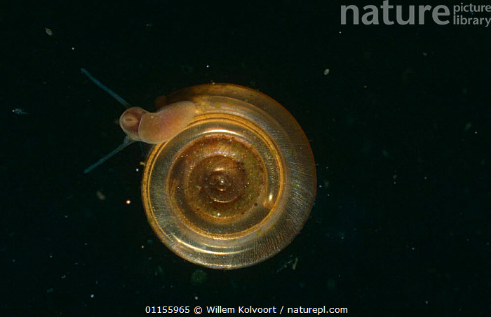 Stock photo of Ramshorn Snail (Planorbis planorbis) juvenile, Holland ...