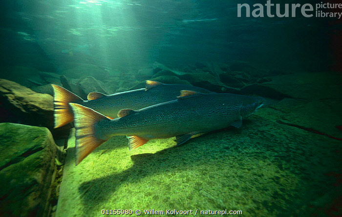 Stock photo of Atlantic salmon (Salmo salar} waiting in pool at mouth ...