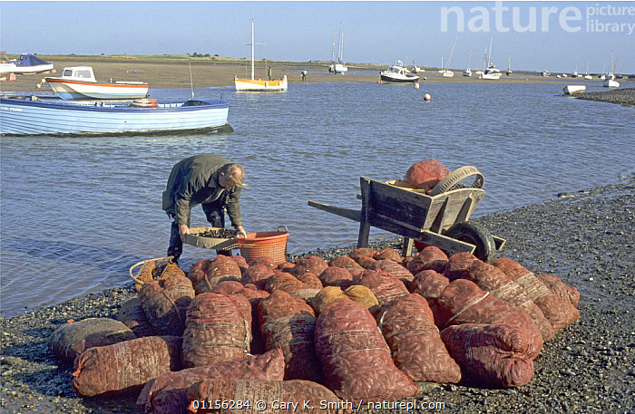 Stock photo of Fishermen grading Mussels in tidal creek, Norfolk, UK ...