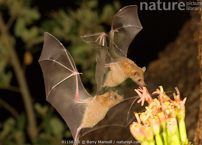 Stock photo of Lesser long-nosed bats (Leptonycteris curasoae) feeding ...