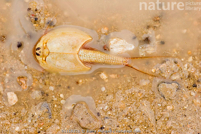 Stock photo of Desert tadpole shrimp (Triops longicaudatus) lays eggs ...